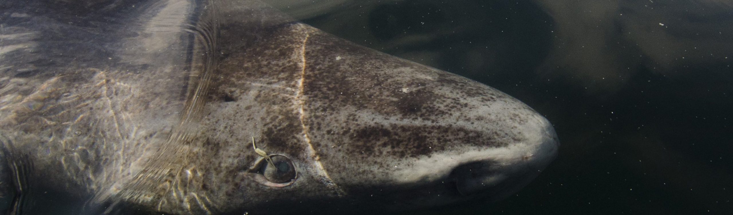 BUSHNELL-Peter-Greenland-sharks-old-and-cold-cropped - Save Our Seas ...