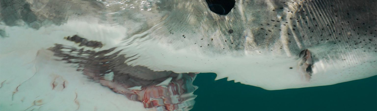 HUVENEERS-Charlie-White-shark-population-Photo-by-Michael-Scholl-©-Save ...