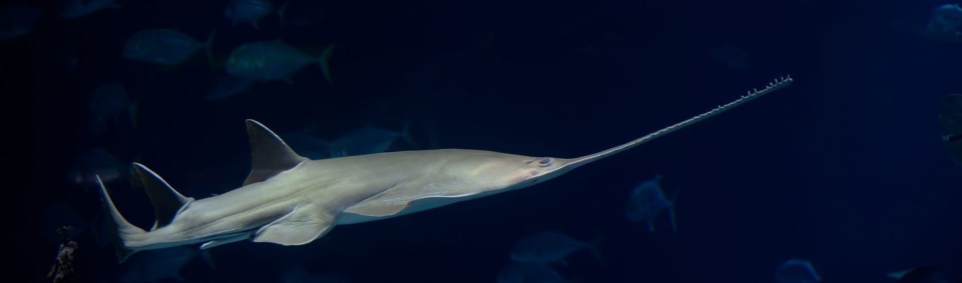 JUNG Armelle - Rediscovering sawfishes in West Africa 1 - Save Our Seas ...