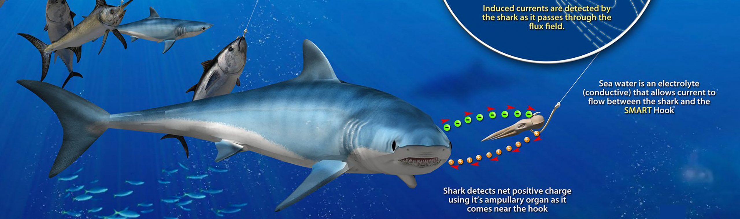 3_STROUD_A_SMART_Hook_Shark_Scene_01_F_Photo-by-Conrad-Eskelinen ...