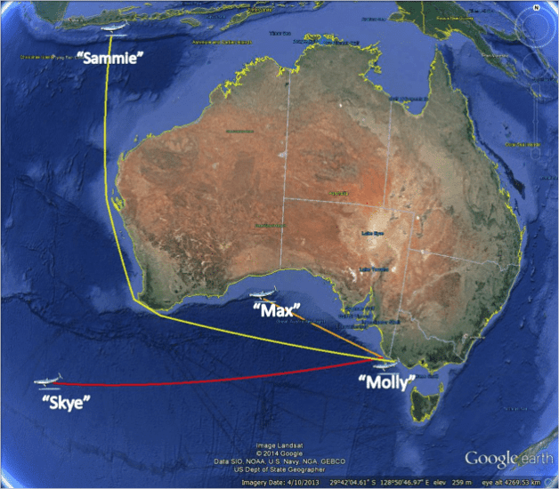 Blue shark tags producing interesting results - Save Our Seas Foundation