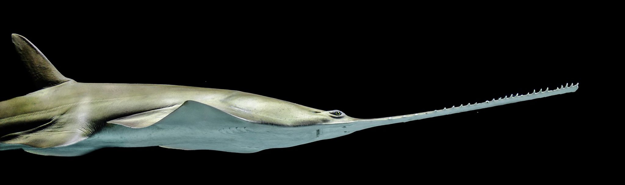 4_WUERINGER_Batoids-Need-Love-2_Photo-by-Shaun-Wilkinson-Shutterstock ...