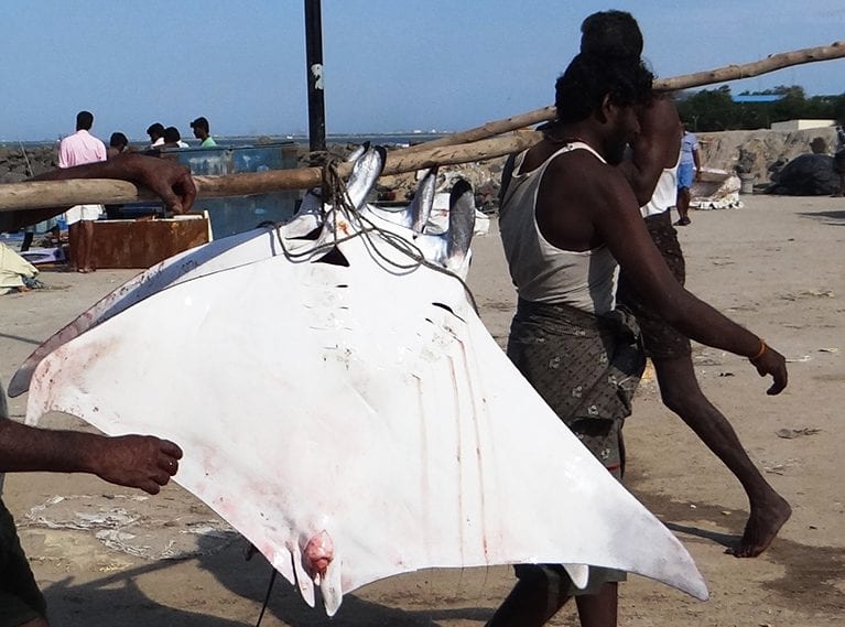 Market for mobulids - Save Our Seas Foundation