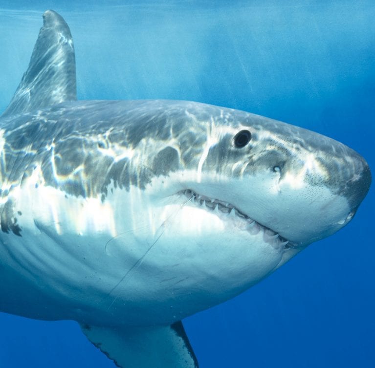 Rebranding sharks - Save Our Seas Foundation