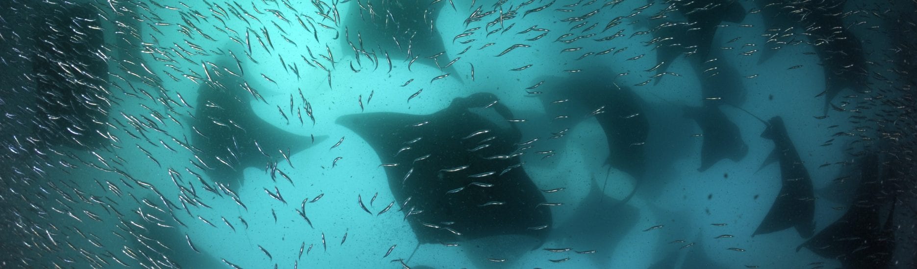 STEVENS Guy - Maldives Manta Rays - Save Our Seas Foundation
