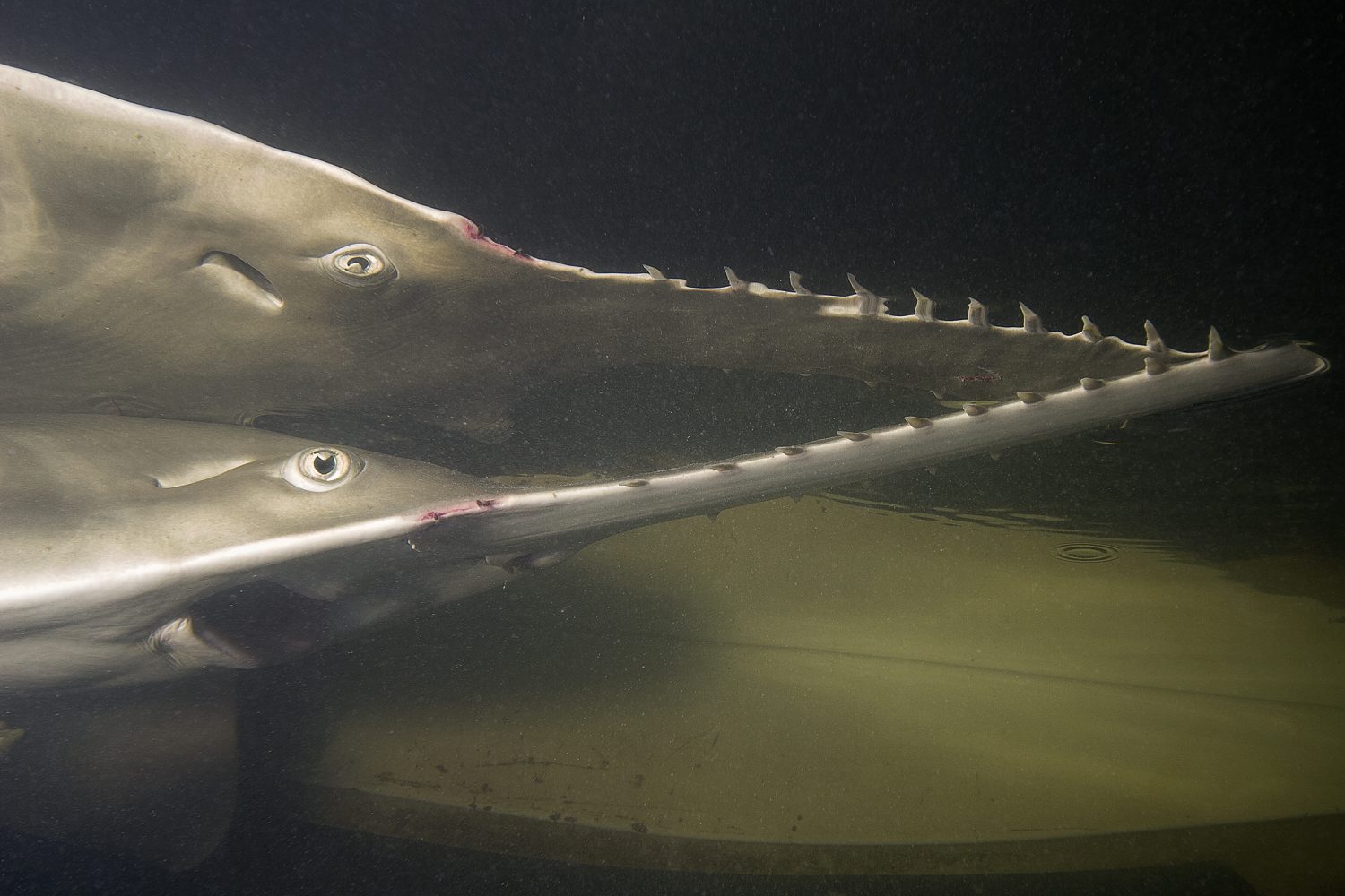 A ray with a caveman’s weapon - Save Our Seas Foundation