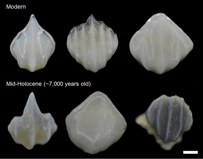 Shark skin sleuthing - Save Our Seas Foundation