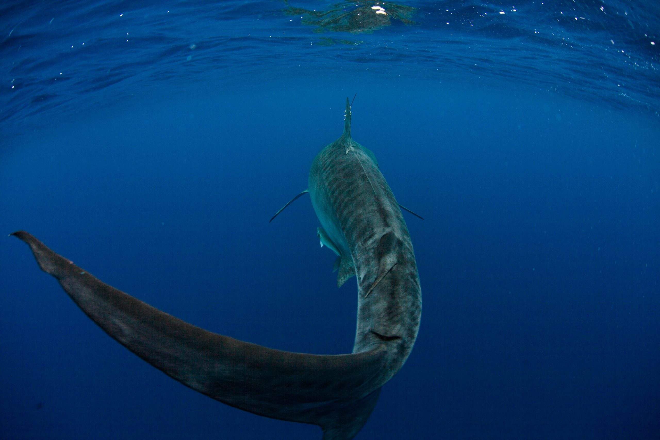 Tiger Tracks - Save Our Seas Foundation