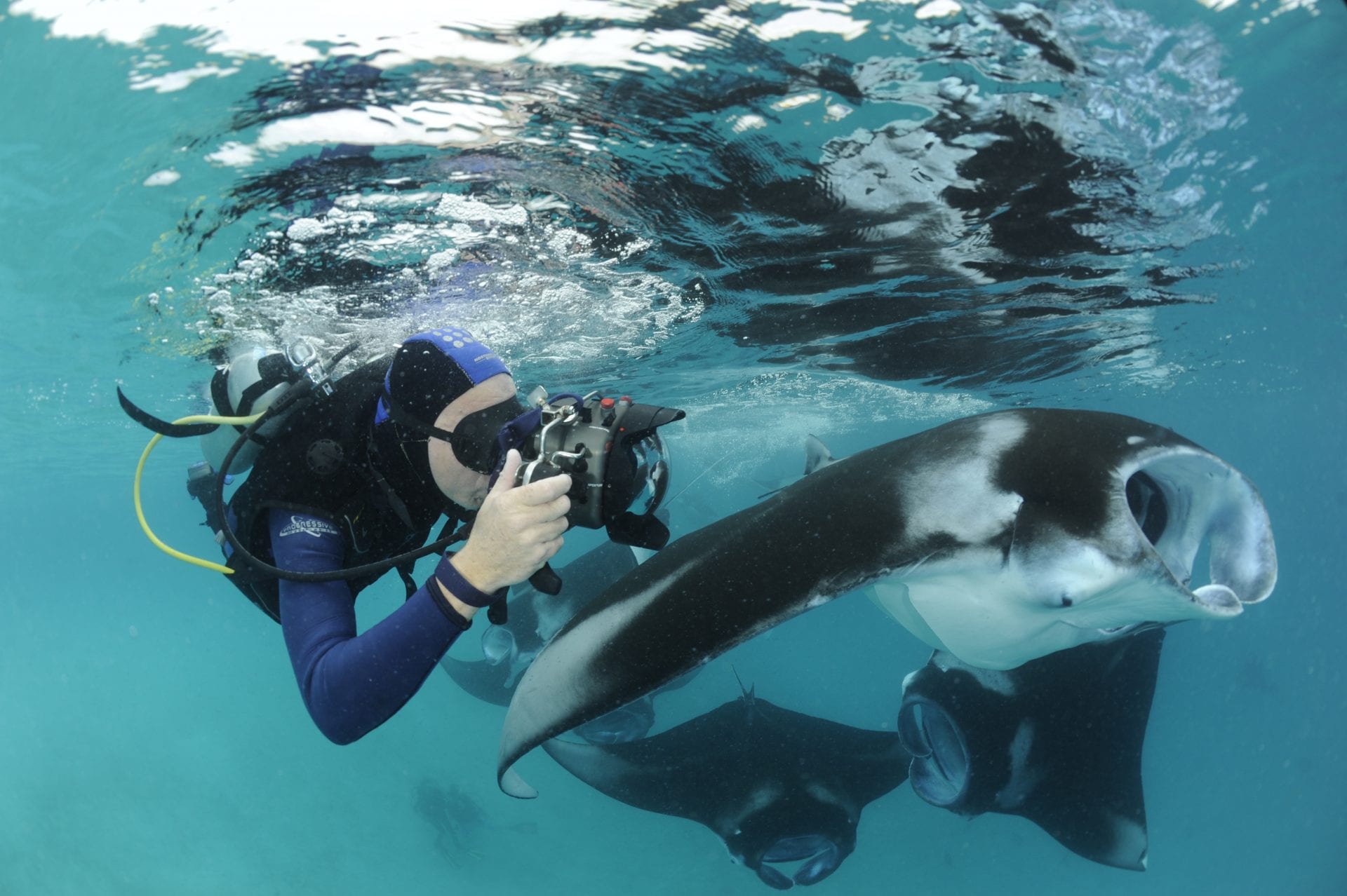 Manta magnificence - Save Our Seas Foundation