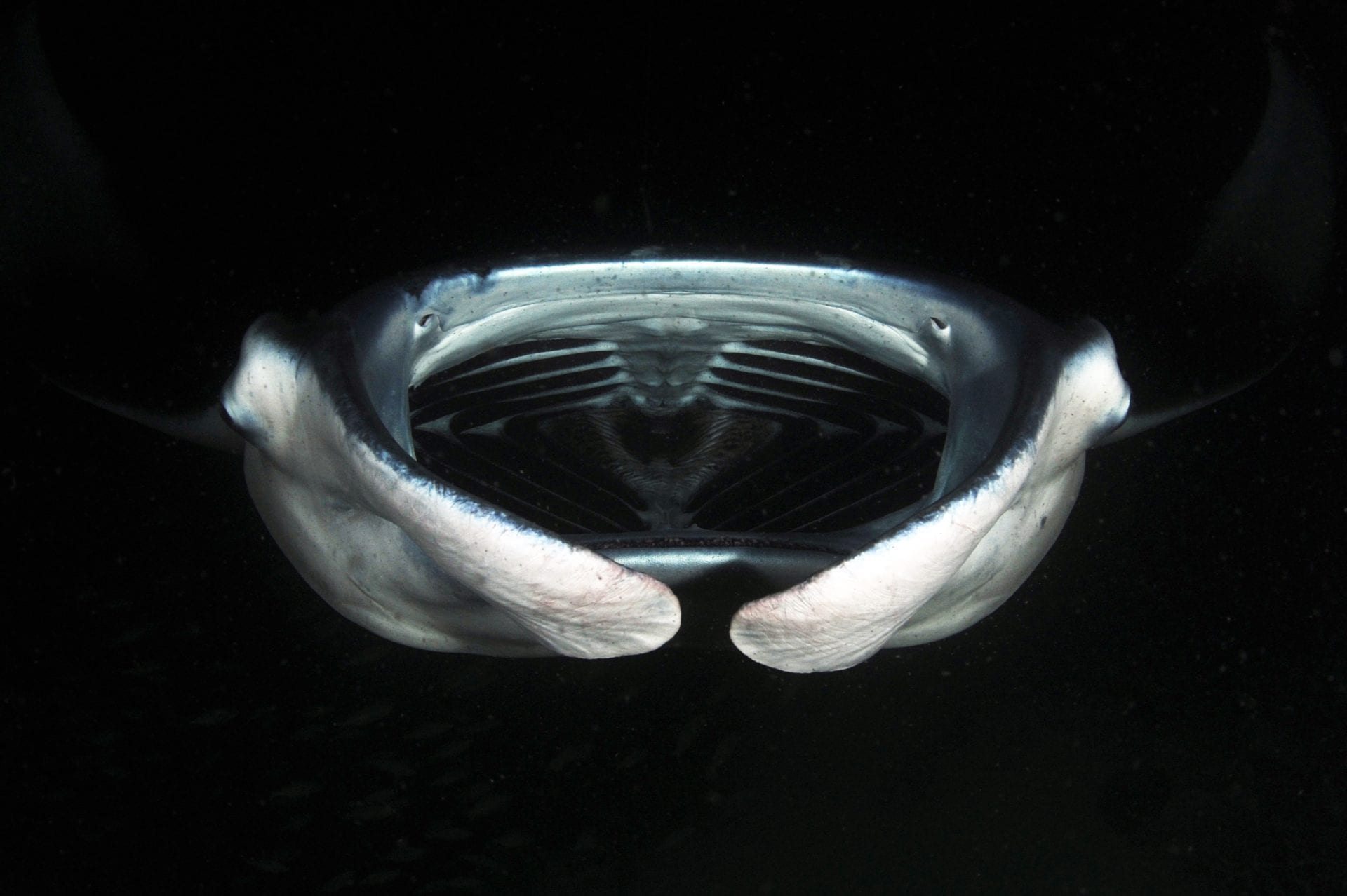 Manta magnificence - Save Our Seas Foundation