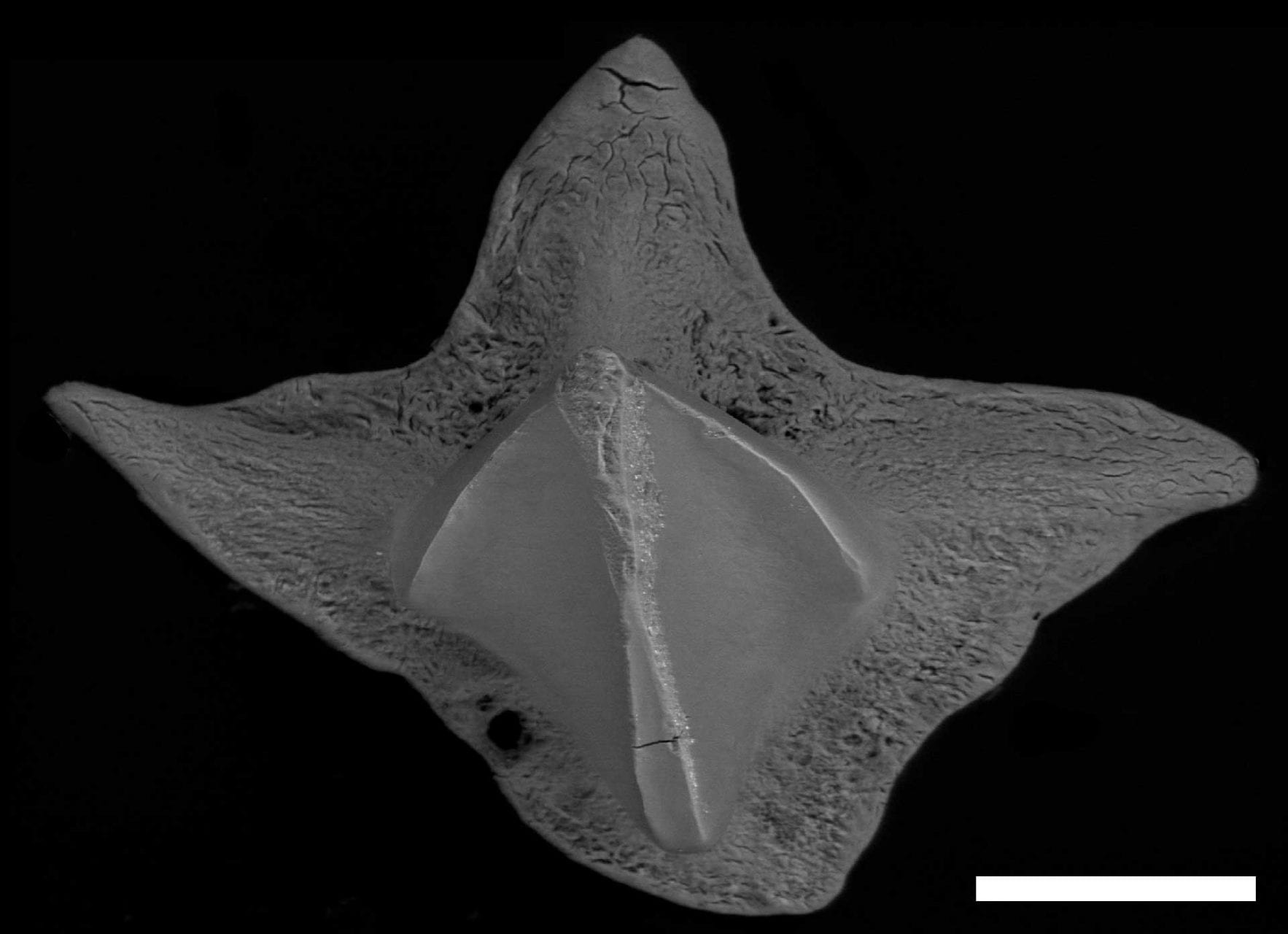 A Shark's Scale - Save Our Seas Foundation