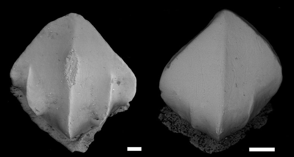 A Shark's Scale - Save Our Seas Foundation