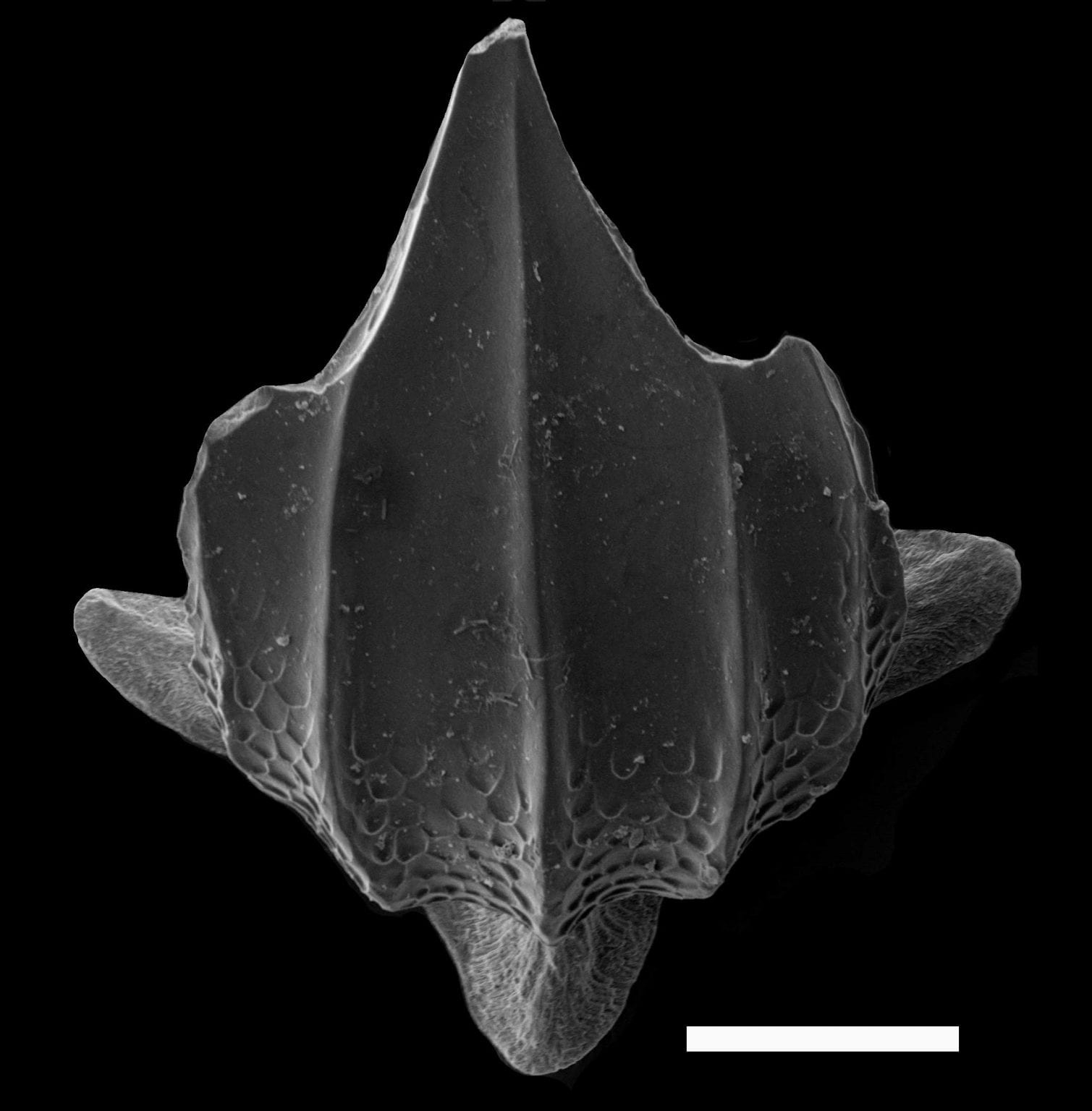 A Shark's Scale - Save Our Seas Foundation