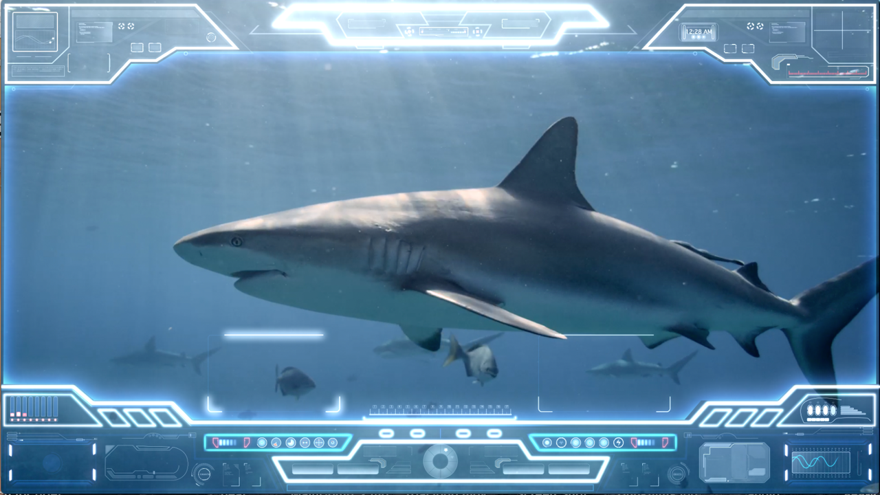 Developing a shark byte - Save Our Seas Foundation