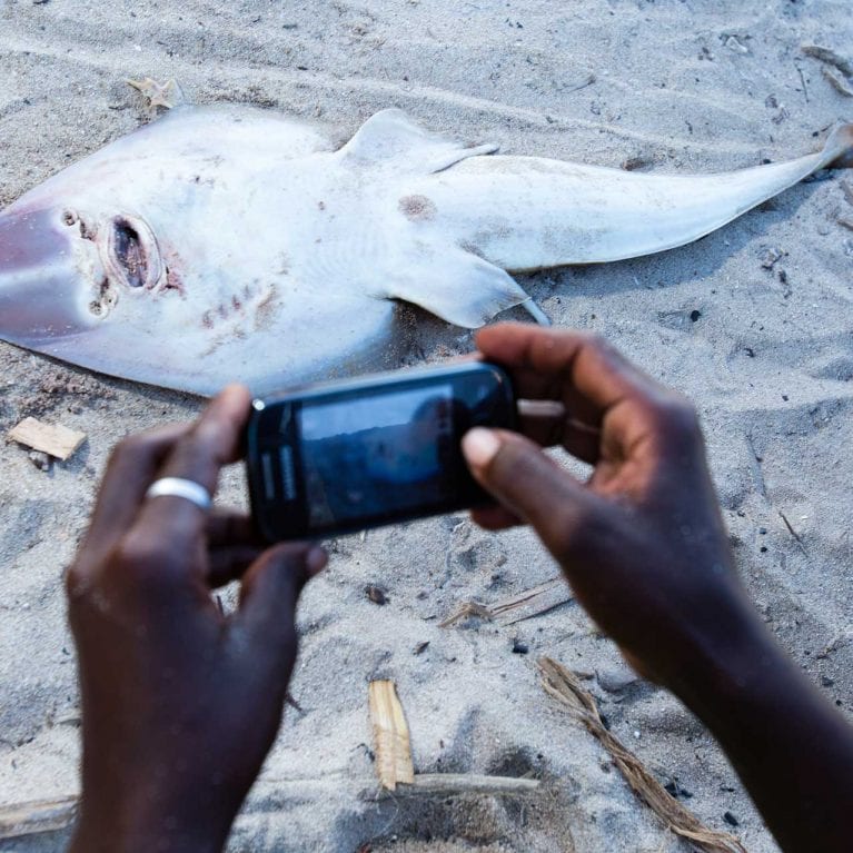 Mobile sharks - Save Our Seas Foundation