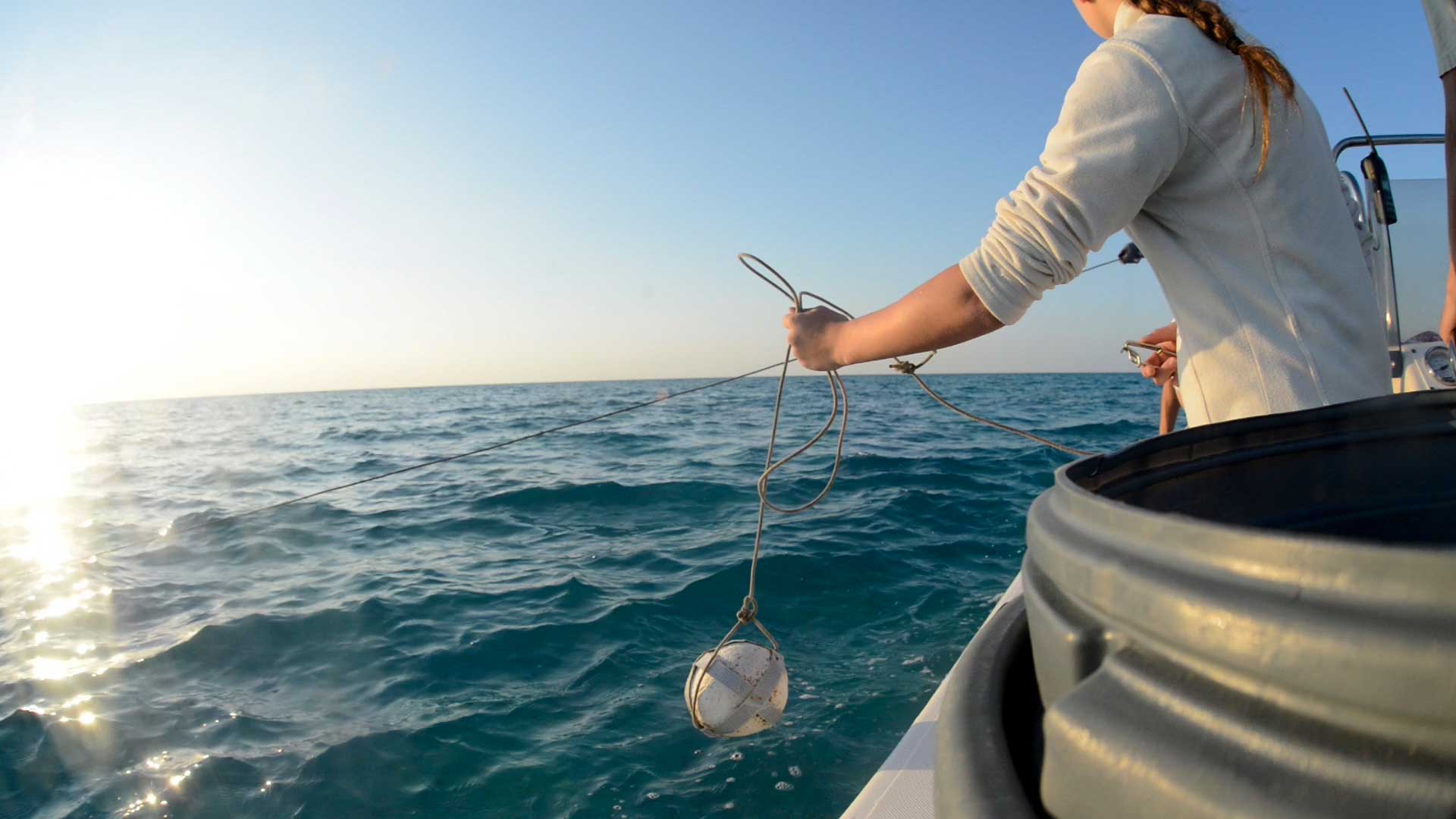 Tagging tigers on the line - Save Our Seas Foundation