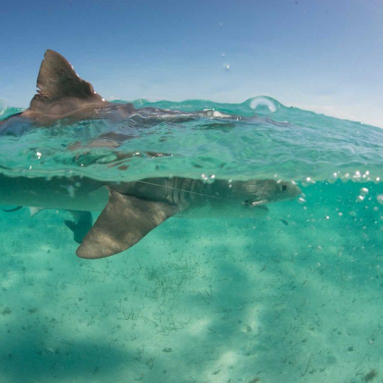 Tracking Bimini’s sharks - Save Our Seas Foundation
