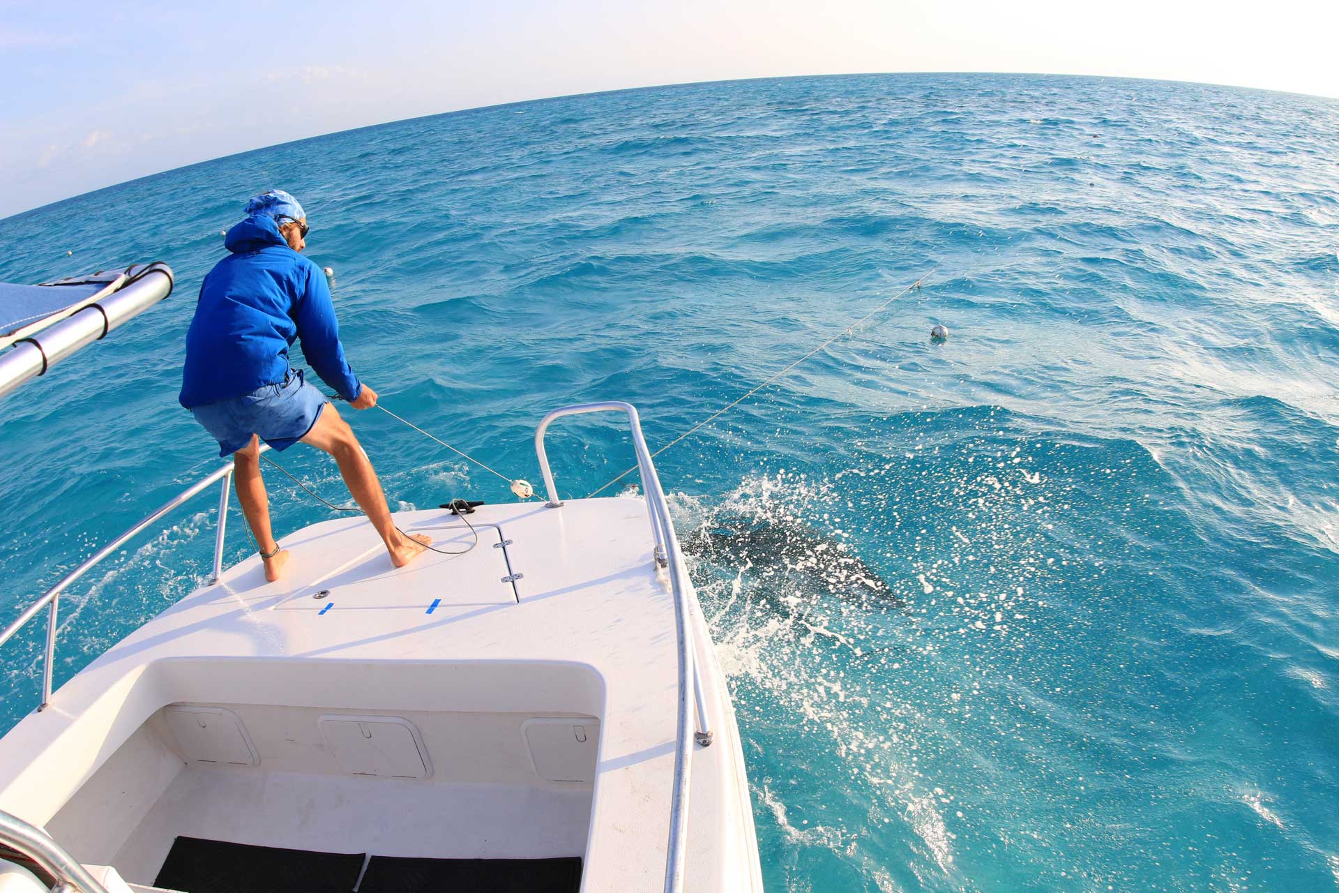 Tagging tigers on the line - Save Our Seas Foundation