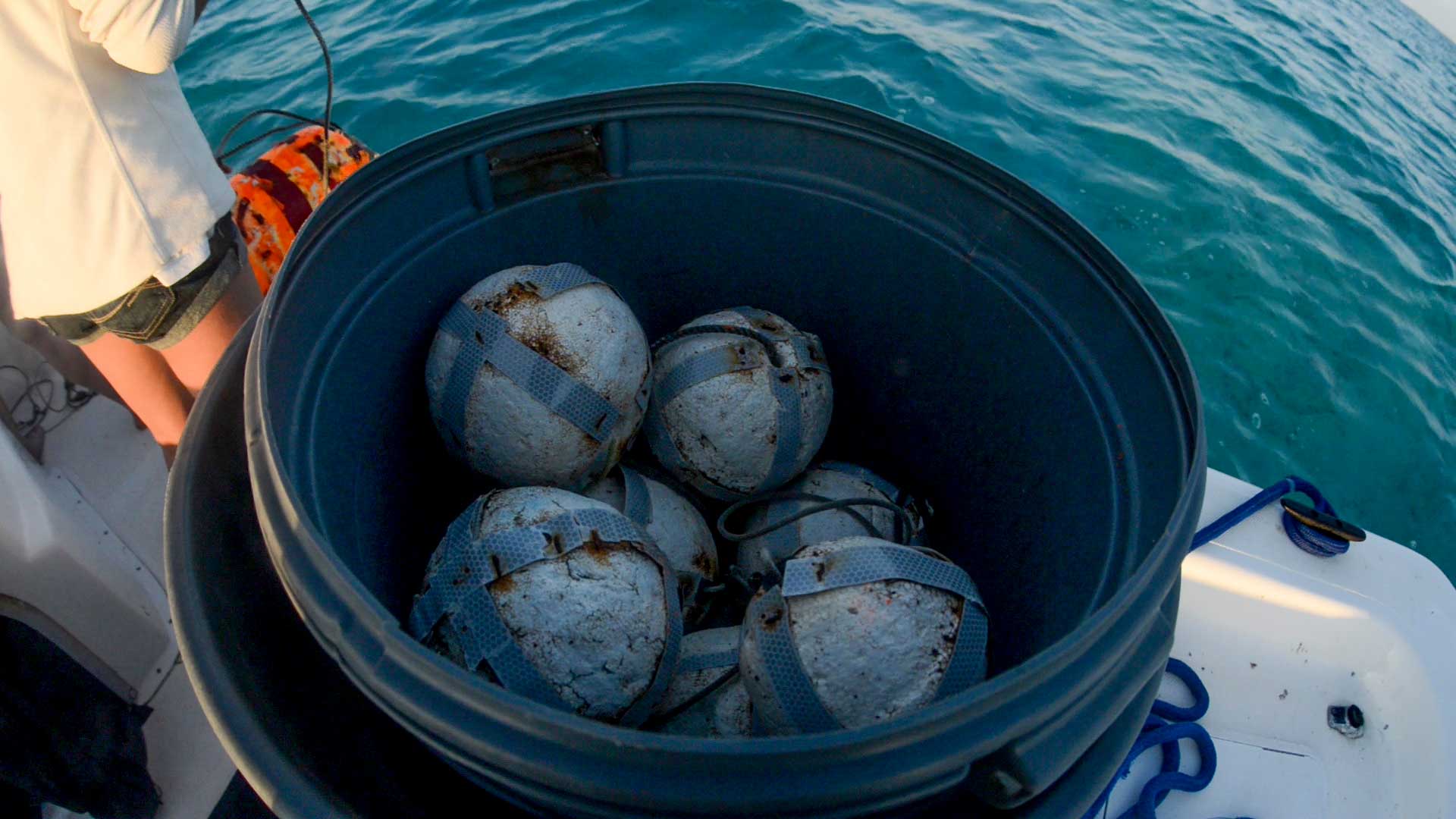 Tagging tigers on the line - Save Our Seas Foundation