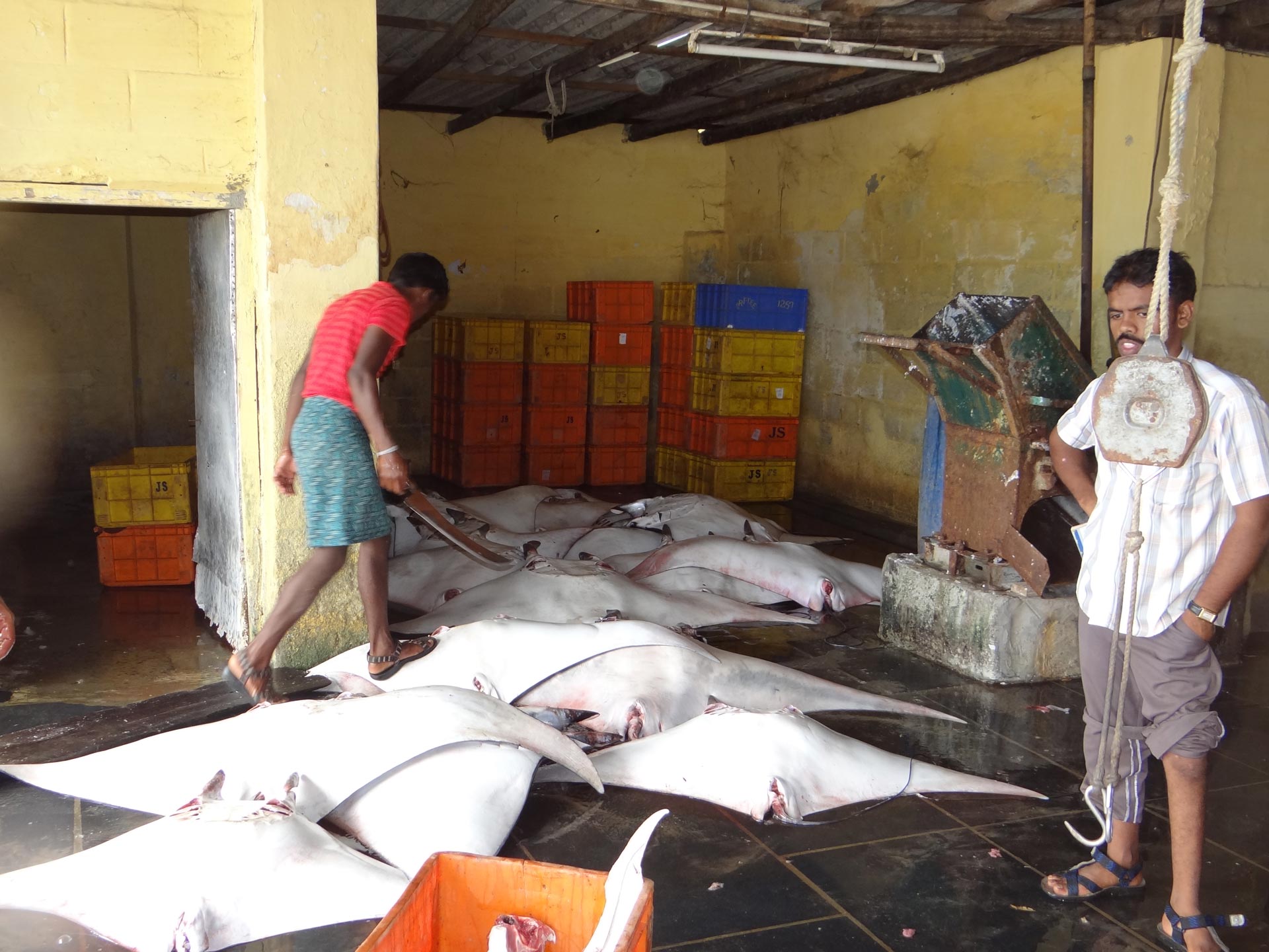 The mobulid fishery in India - Save Our Seas Foundation