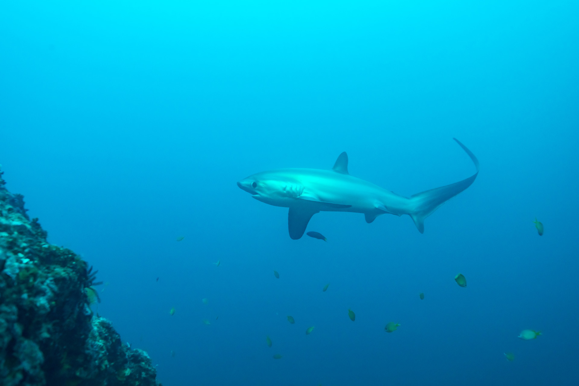 A sea full of sharks – just a fisherman’s yarn? - Save Our Seas Foundation