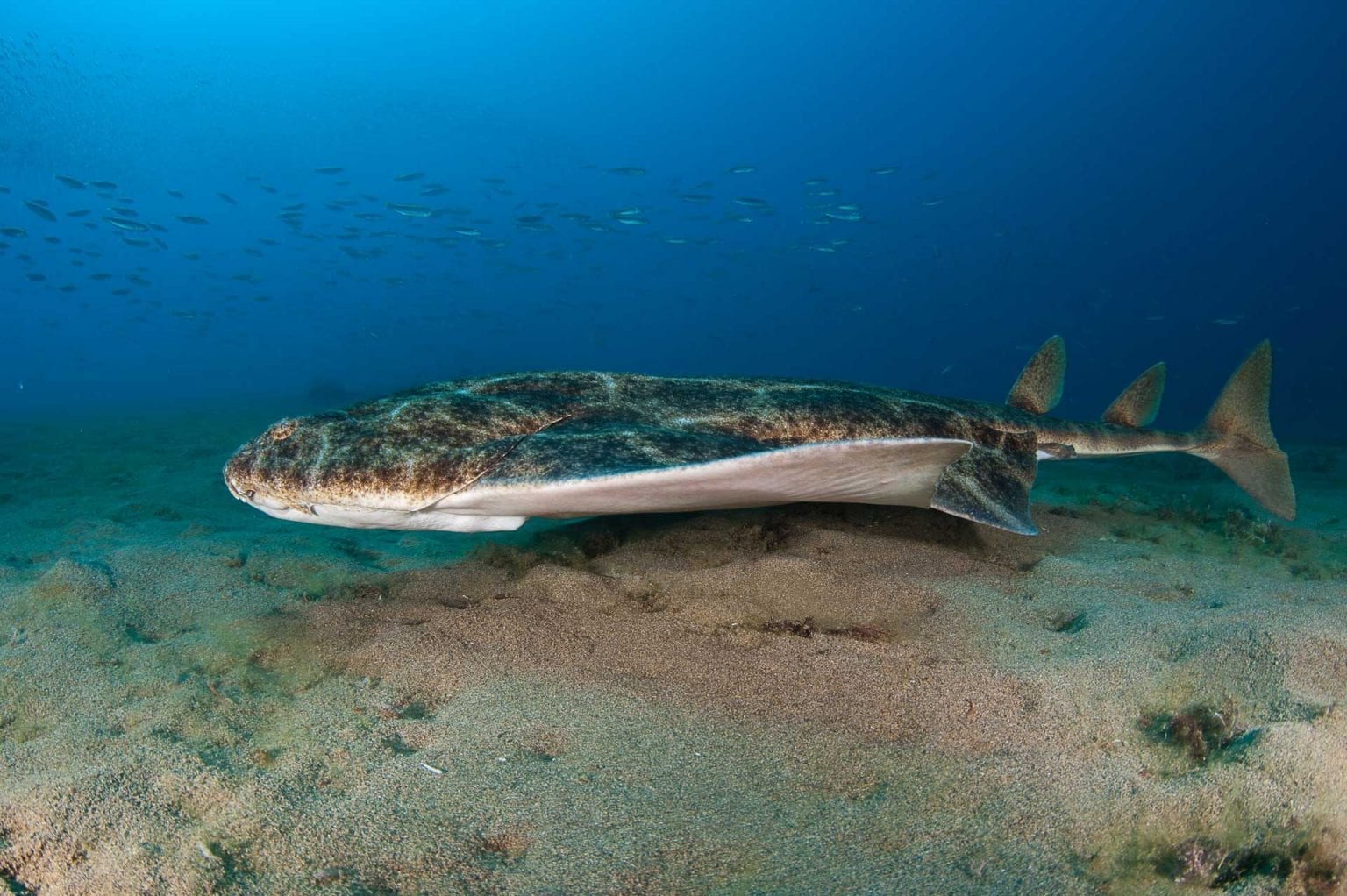 Angel sharks protected in the Canary Islands - Save Our Seas Foundation