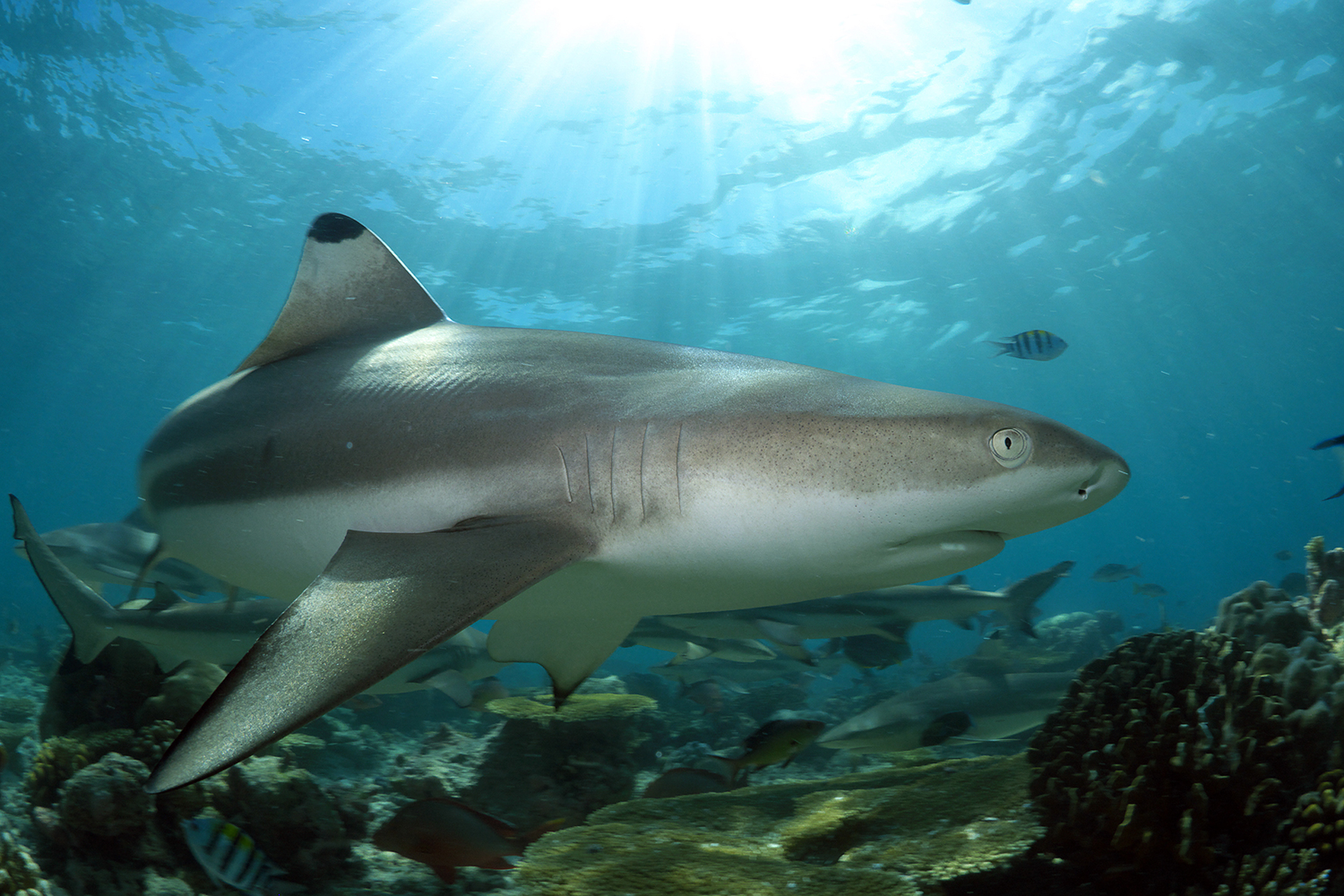 D’Arros and St Joseph Special Reserve: Shaped by Shark Tracking - Save ...