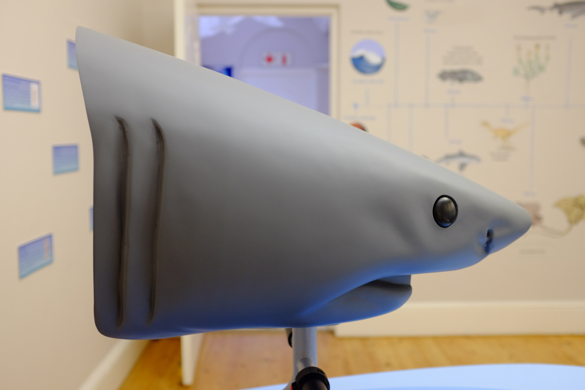Shark Senses Virtual Reality Exhibit at SOSF's Shark Education Scoops ...