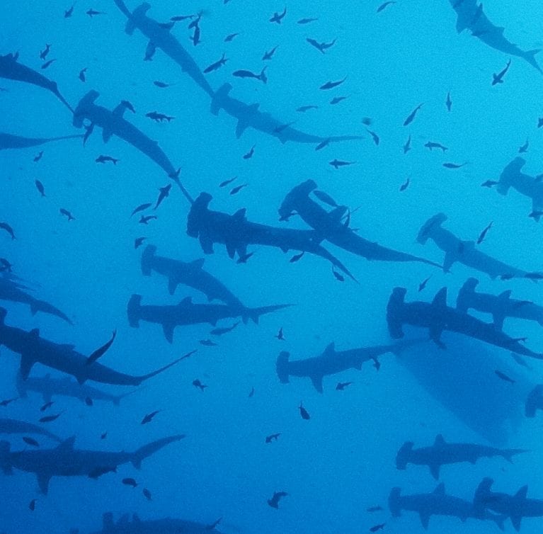 Sharks in the birthplace of evolution - Save Our Seas Foundation