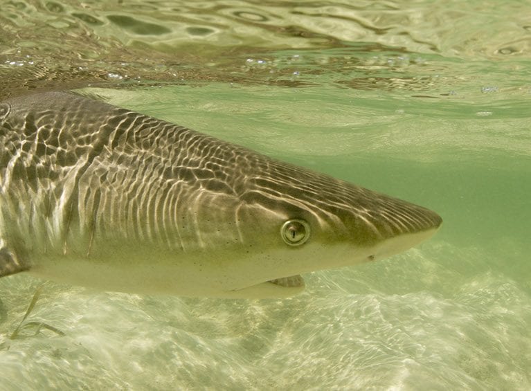 Shark persona - Save Our Seas Foundation