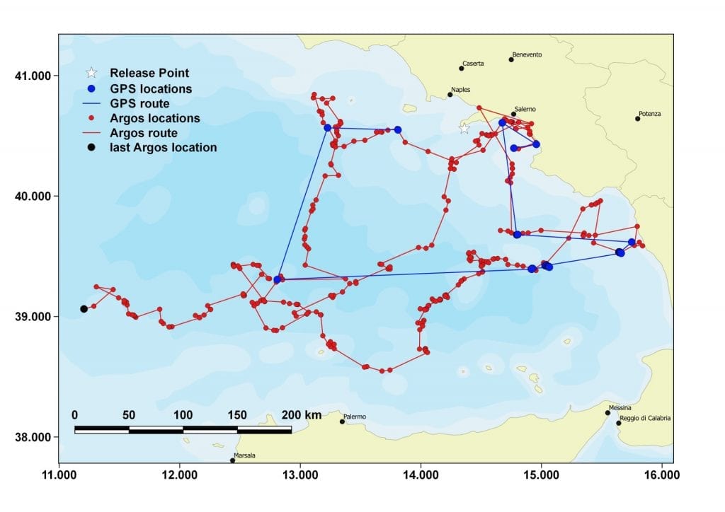 Tracking a turtle: what worked and what didn’t - Save Our Seas Foundation