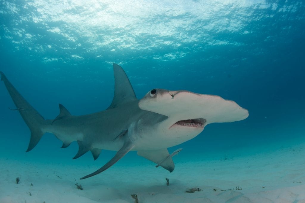 Study reveals that understanding shark immunity genes could benefit ...