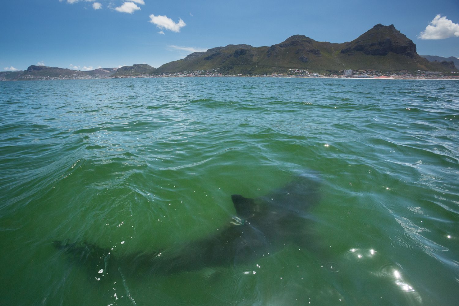 False Bay in focus - Save Our Seas Foundation