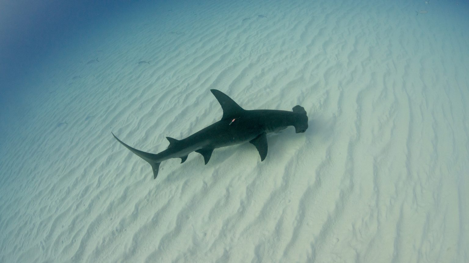 Tristan Guttridge reveals the movements of Bimini's great hammerheads ...
