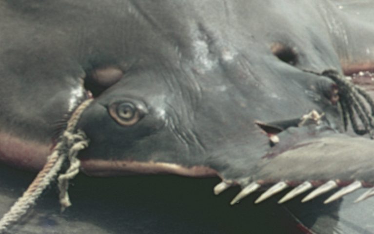 Sawfish hunt: return to Senegal - Save Our Seas Foundation