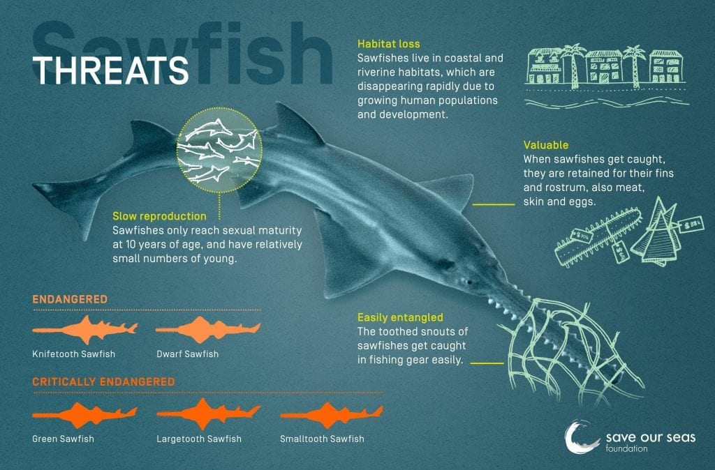 SOSF_Sawfish infographic posts_Threats_HR - Save Our Seas Foundation