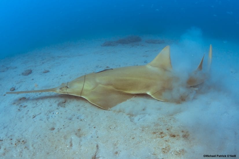 Sawfish Threats - Save Our Seas Foundation