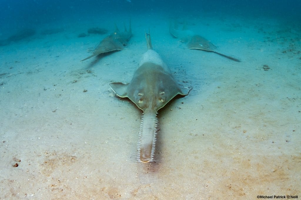 Sawfish Conservation - Save Our Seas Foundation