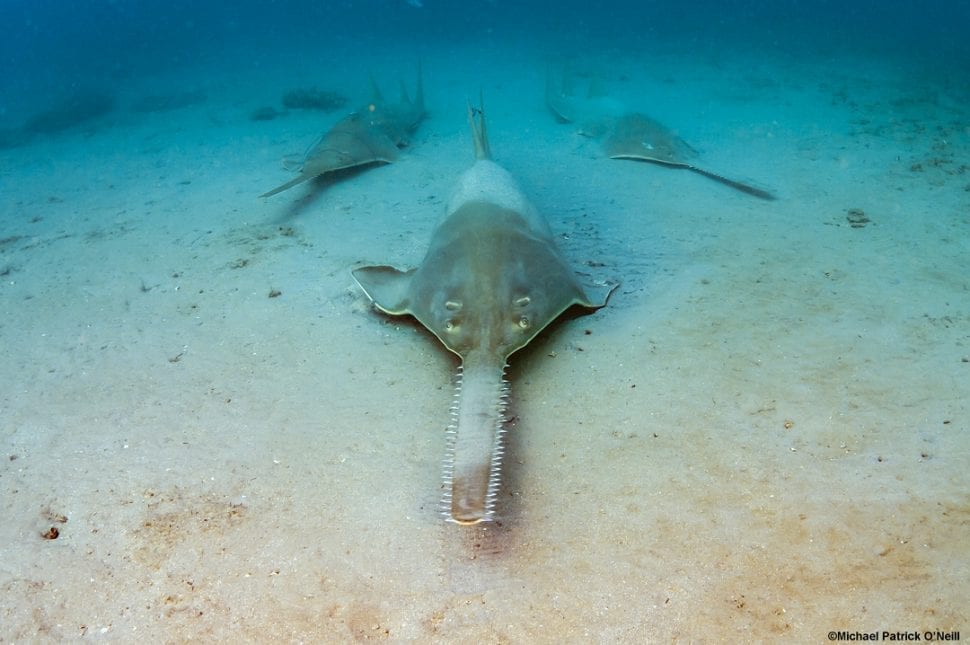 Sawfish Conservation - Save Our Seas Foundation