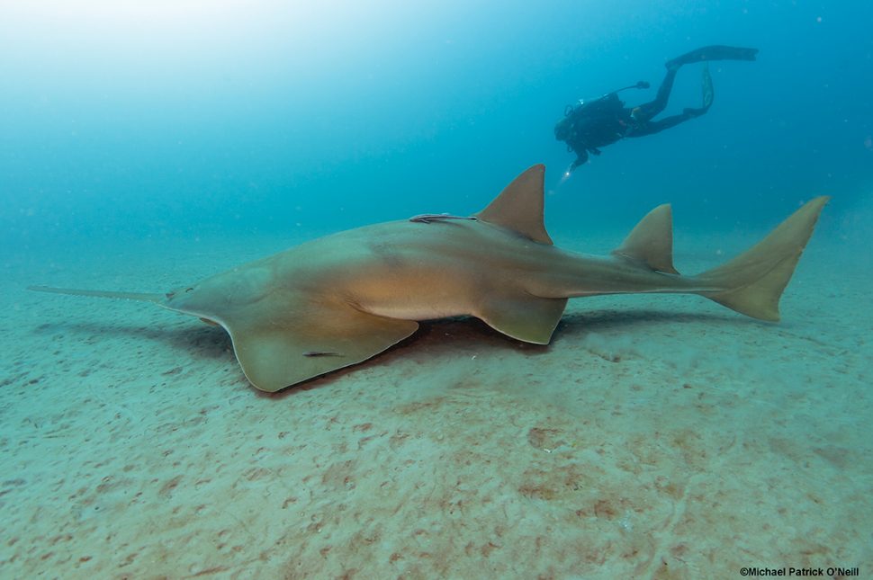 Sawfish Biology - Save Our Seas Foundation