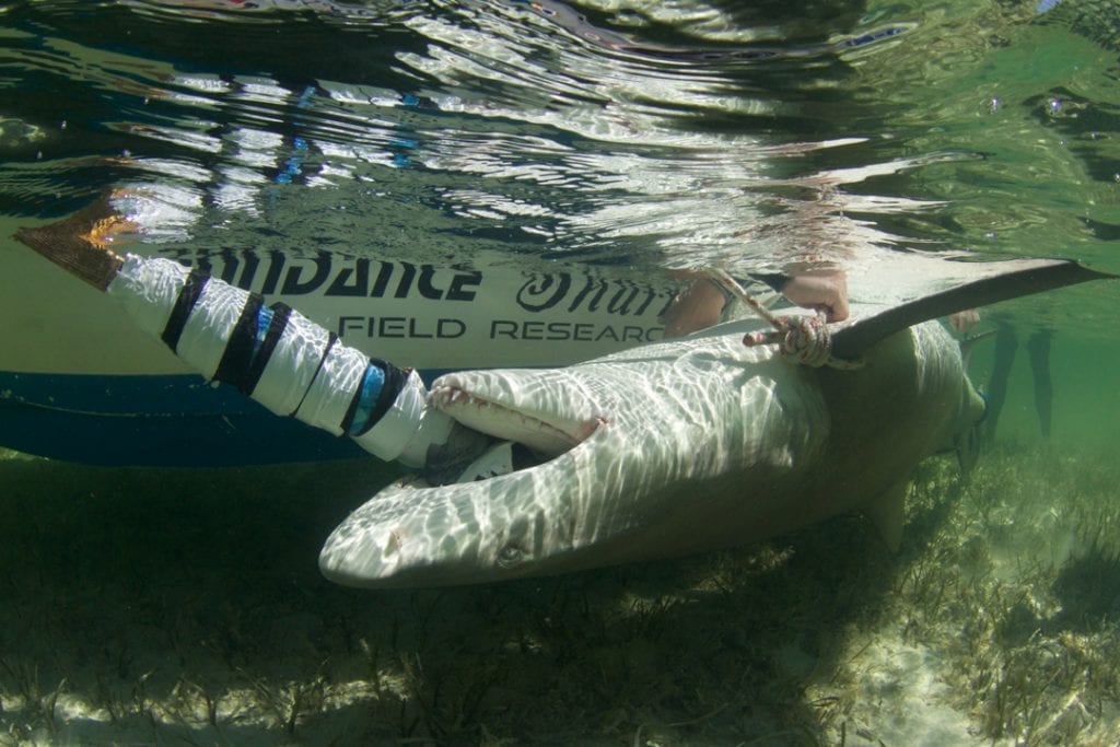 A look inside a lemon - Save Our Seas Foundation