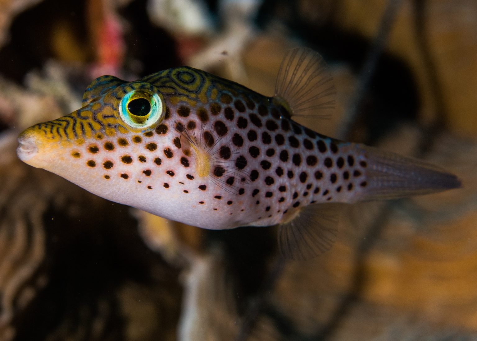 SOSF researchers record 500+ fish species in Seychelles, highlighting ...