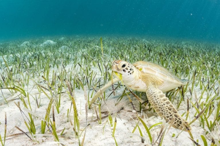 What are turtles chomping in Bimini? - Save Our Seas Foundation