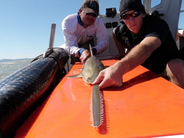 Pass the gloves: chasing narrow sawfish eDNA - Save Our Seas Foundation
