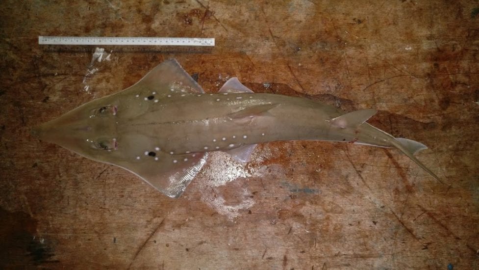 Rays that look like sharks - Save Our Seas Foundation