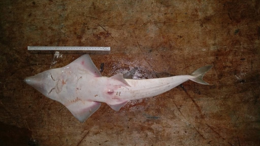 Rays that look like sharks - Save Our Seas Foundation