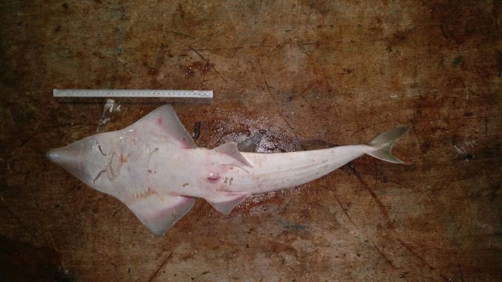 Rays that look like sharks - Save Our Seas Foundation