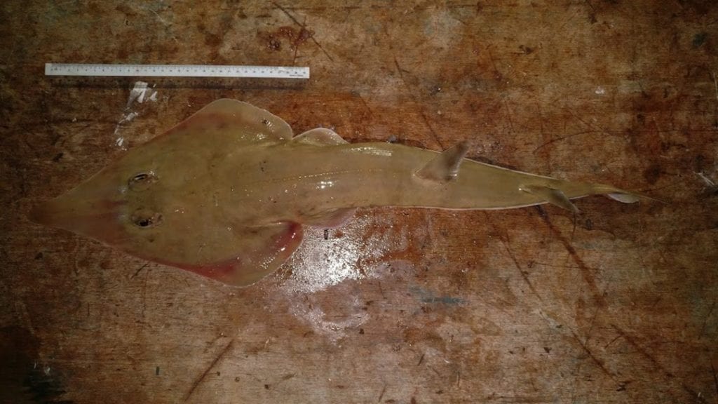 Rays that look like sharks - Save Our Seas Foundation