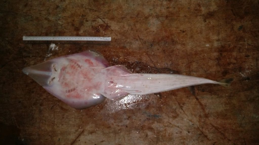 Rays that look like sharks - Save Our Seas Foundation