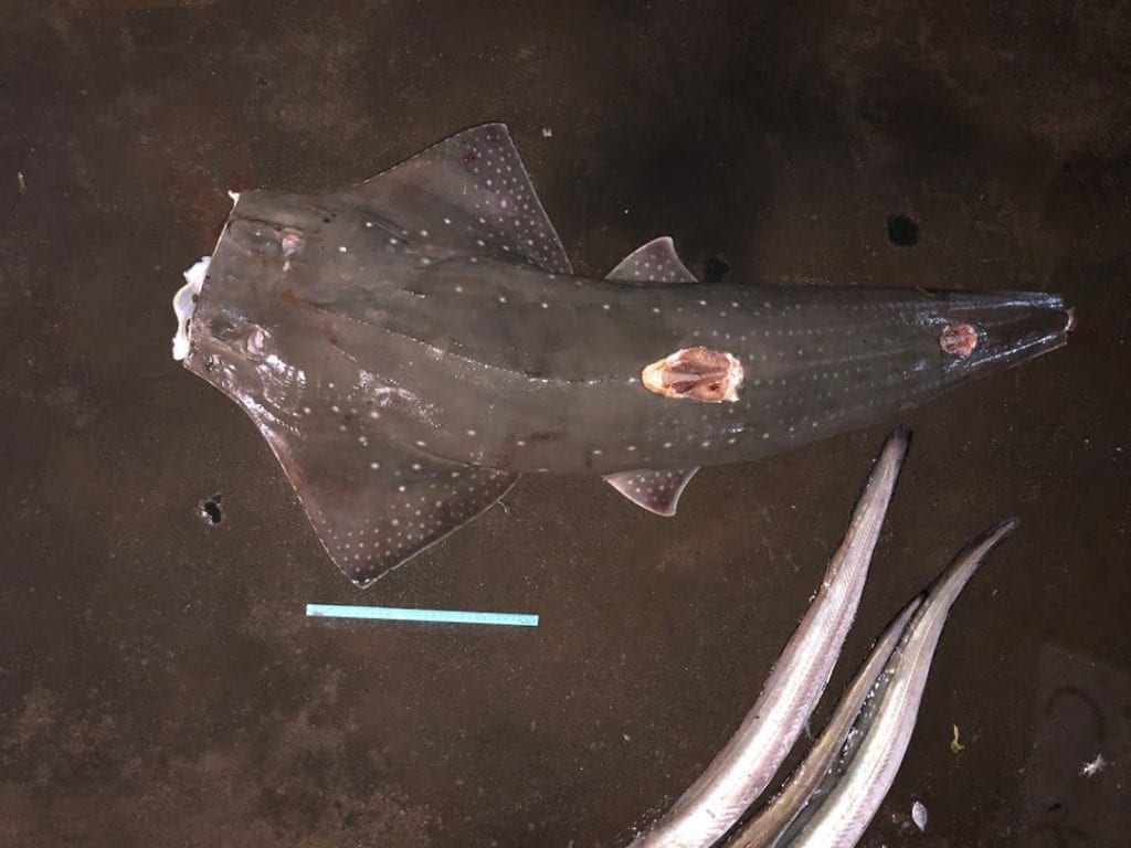 Rays that look like sharks - Save Our Seas Foundation